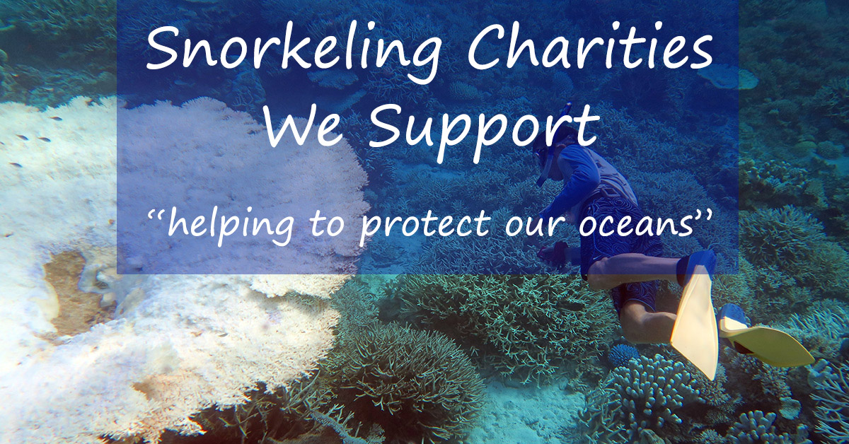 Snorkeling Charities That Protect Our Oceans