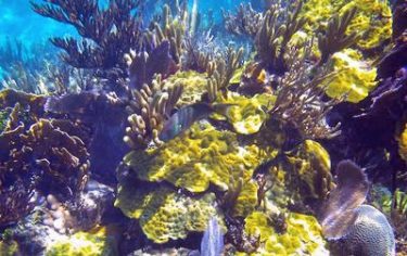 Snorkeling Bahamas - Walker's Cay & West End, Grand Bahama