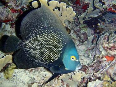 Guided Aruba Night Snorkel At Mangel Halto