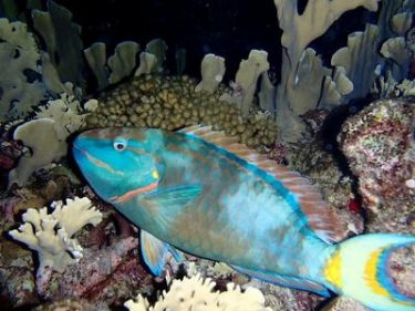Guided Aruba Night Snorkel At Mangel Halto