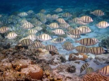 Lady Elliot Island, Australia Snorkeling Trip February 2018