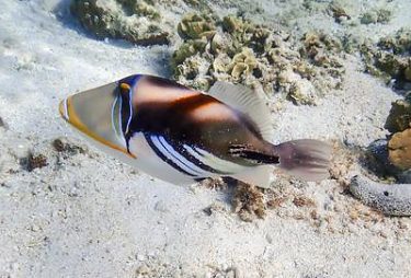 Lady Elliot Island, Australia Snorkeling Trip February 2018