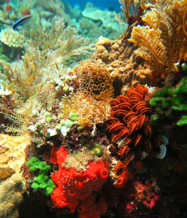 Alor Snorkeling - A Favorite For Diverse Healthy Reefs!