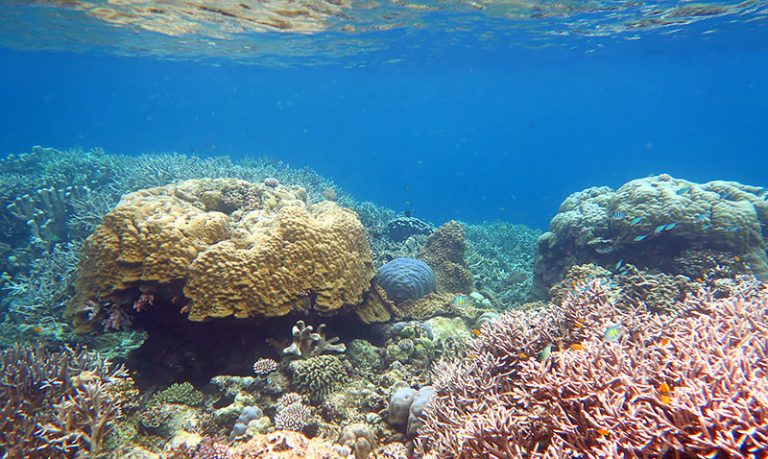 Misool Snorkeling Is Astounding! See Why It's Our Favorite.