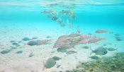 Misool Snorkeling Is Astounding! See Why It's Our Favorite.