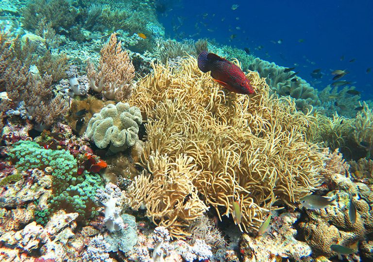 Misool Snorkeling Is Astounding! See Why It's Our Favorite.