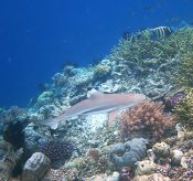 Misool Snorkeling Is Astounding! See Why It's Our Favorite.