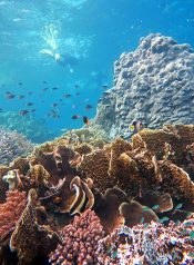 Misool Snorkeling Is Astounding! See Why It's Our Favorite.