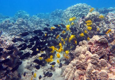 Recommended Maui Snorkeling Spots By Experienced Snorkelers