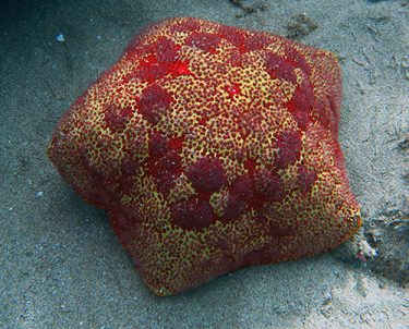 Snorkeling Black Rock On Ka'anapali Beach - See Fish Safely