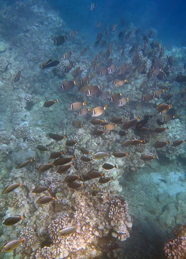 Snorkeling Mauna Kea Beach - Public Access With A Free Pass