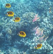 Snorkeling Two Steps - The Crown Jewel - Not To Be Missed