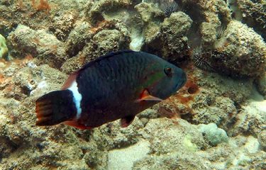 Snorkeling Kahekili Beach Park - Easy To Access Live Reef