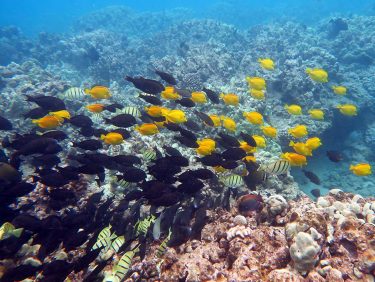 Snorkeling Kahekili Beach Park - Easy To Access Live Reef