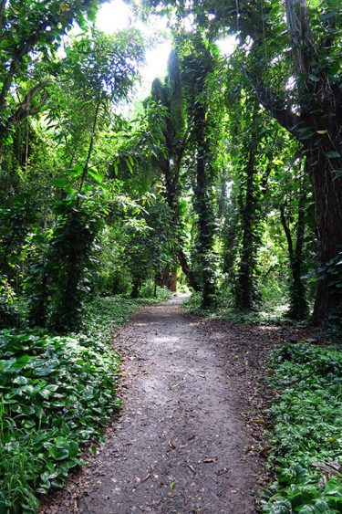 Snorkeling Honolua Bay - Worth The Drive, Hike And Long Swim