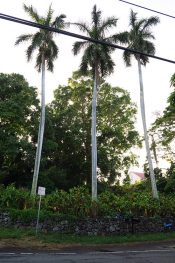 Snorkeling Captain Cook Monument - By Hike, Kayak, Boat Tour