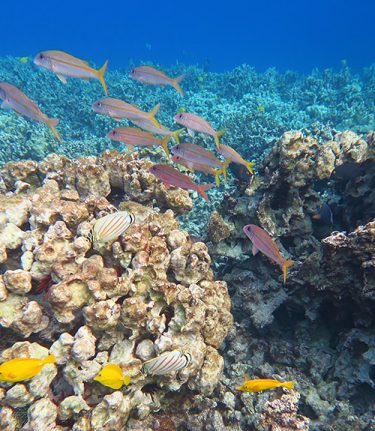 Snorkeling Two Steps - The Crown Jewel - Not To Be Missed