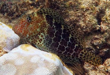 Snorkeling Lawai Beach- Get Up Close And Personal With Fish