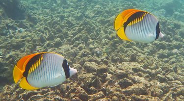 Snorkeling Lawai Beach- Get Up Close And Personal With Fish