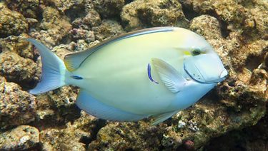 Snorkeling Lawai Beach- Get Up Close And Personal With Fish