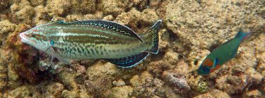 Snorkeling Lawai Beach- Get Up Close And Personal With Fish