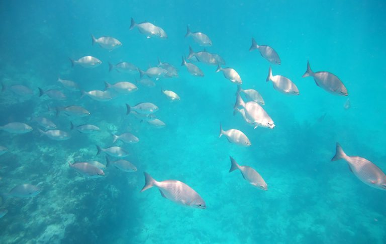 Snorkeling Alligator Reef- See Many Fish Under A Lighthouse