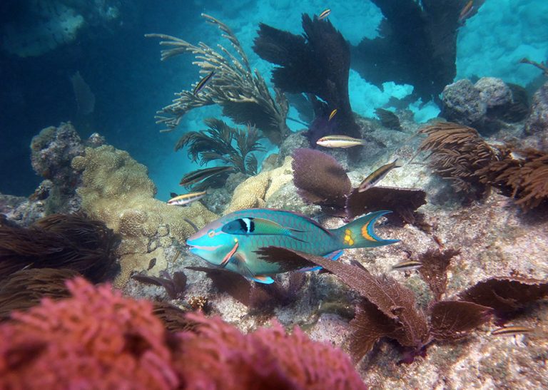 Snorkeling Looe Key Reef - It's Deep But Has Big Fish