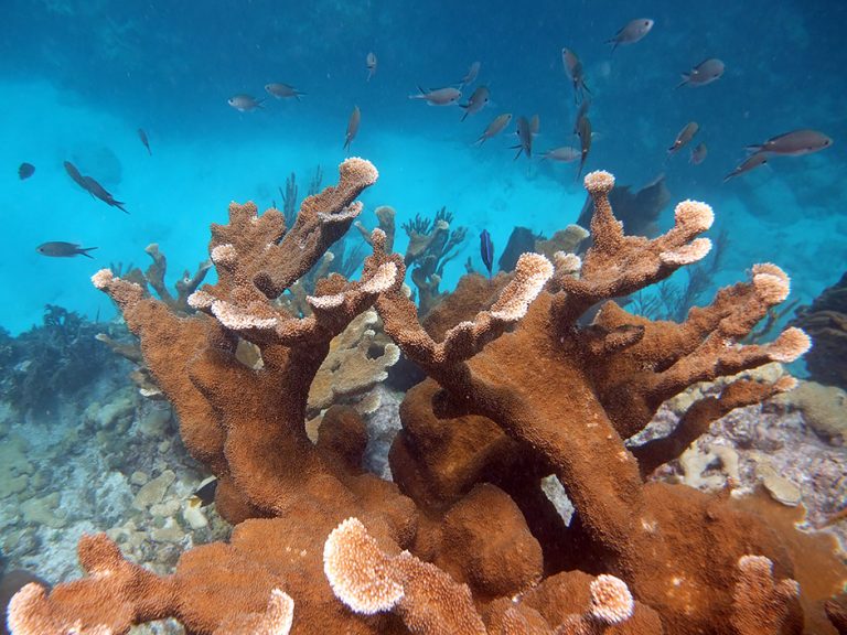 Snorkeling Looe Key Reef - It's Deep But Has Big Fish