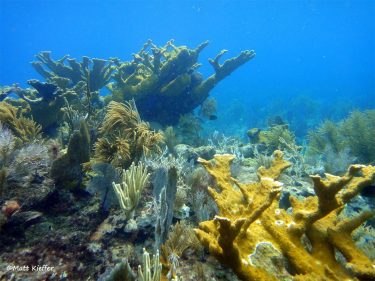 Key Largo Snorkeling - The Best Spots And How To Get To Them