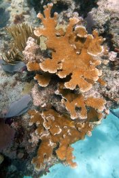 Snorkeling Sombrero Reef - A Super Treat! See Pictures