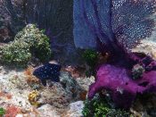 Snorkeling Sombrero Reef - A Super Treat! See Pictures