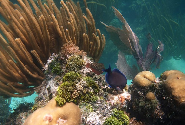 Snorkeling Hen And Chickens - Great Reef Off Islamorada