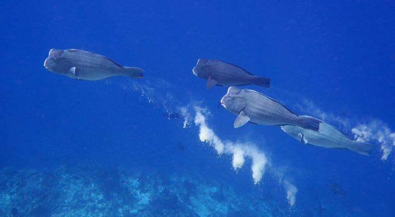 Coral Triangle Snorkeling - Most Alive Reefs In The World