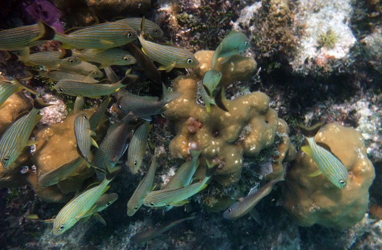 Snorkeling Hen And Chickens - Great Reef Off Islamorada