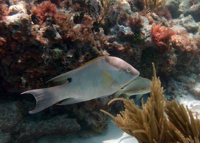 Snorkeling Sombrero Reef - A Super Treat! See Pictures