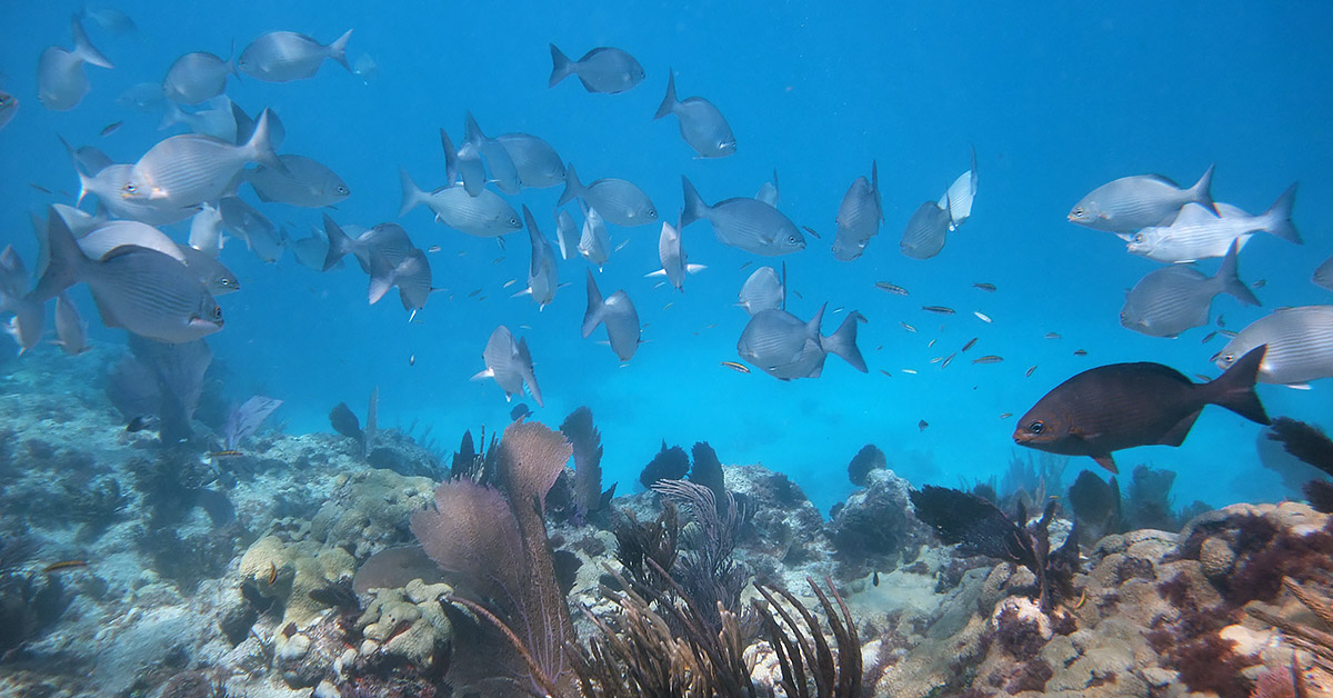 The Best Keys Snorkeling Is By Far In The Middle Keys