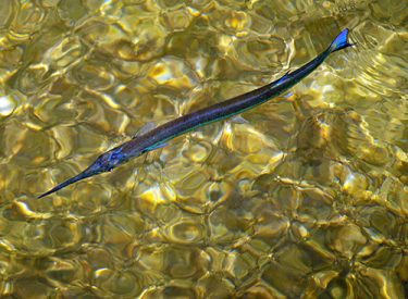 Key Largo Snorkeling - The Best Spots And How To Get To Them