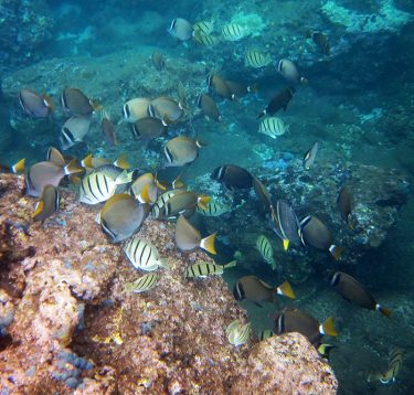 Complete Oahu Snorkeling Guide - Recommended Spots And Tours