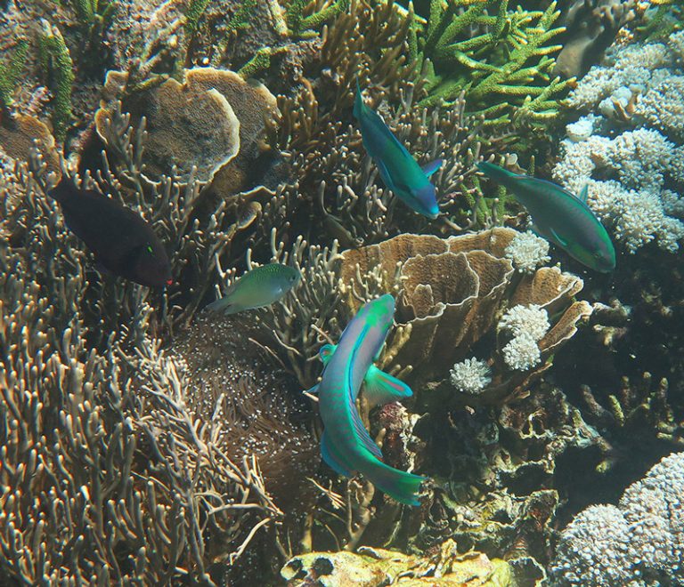Coral Triangle Snorkeling - Most Alive Reefs In The World