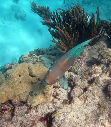 Snorkeling Looe Key Reef - It's Deep But Has Big Fish