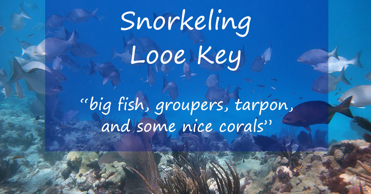 Snorkeling Looe Key Reef - It's Deep But Has Big Fish