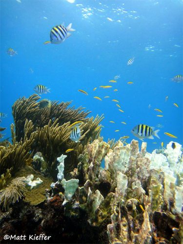 Snorkeling Molasses Reef- Good Spot On The Barrier Edge
