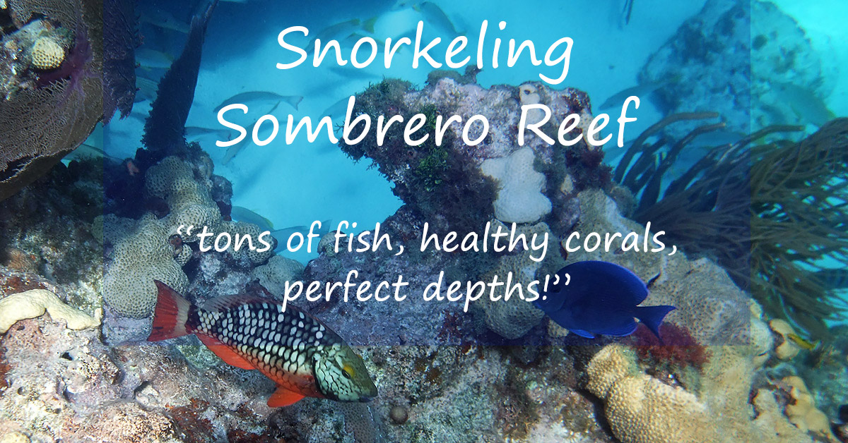 Snorkeling Sombrero Reef - A Super Treat! See Pictures