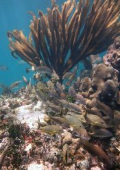 Snorkeling Hen And Chickens - Great Reef Off Islamorada