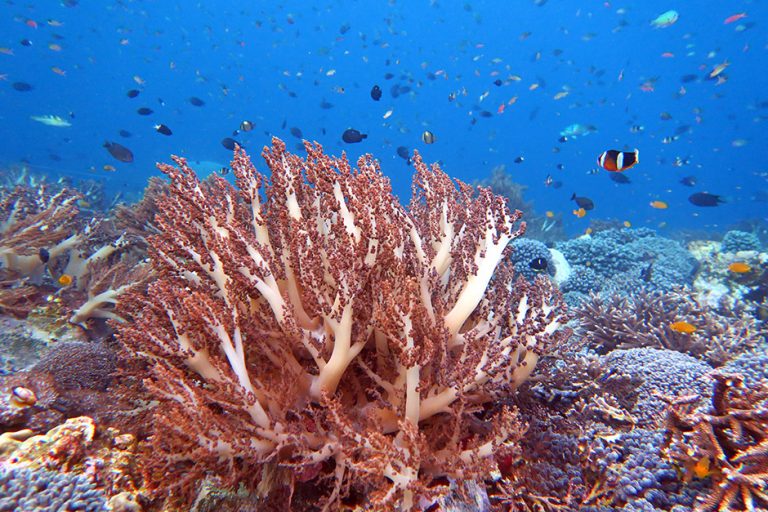 Indonesia Snorkeling - Abundant Locations And Sea Life