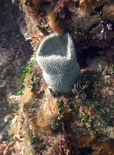 Snorkeling Hen And Chickens - Great Reef Off Islamorada
