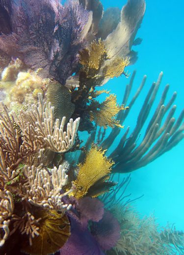 Bermuda Outer Reef Snorkeling - The Best Corals And Big Fish