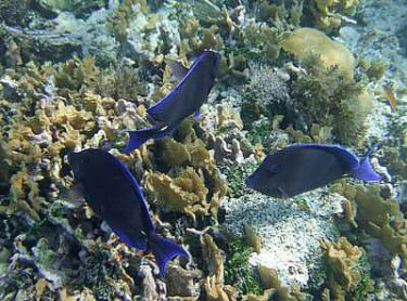 Snorkeling Rendezvous Caye In Belize Is Spectacular