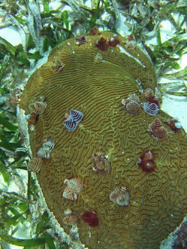 Snorkeling Pompion Caye - Belize - Interesting Creatures