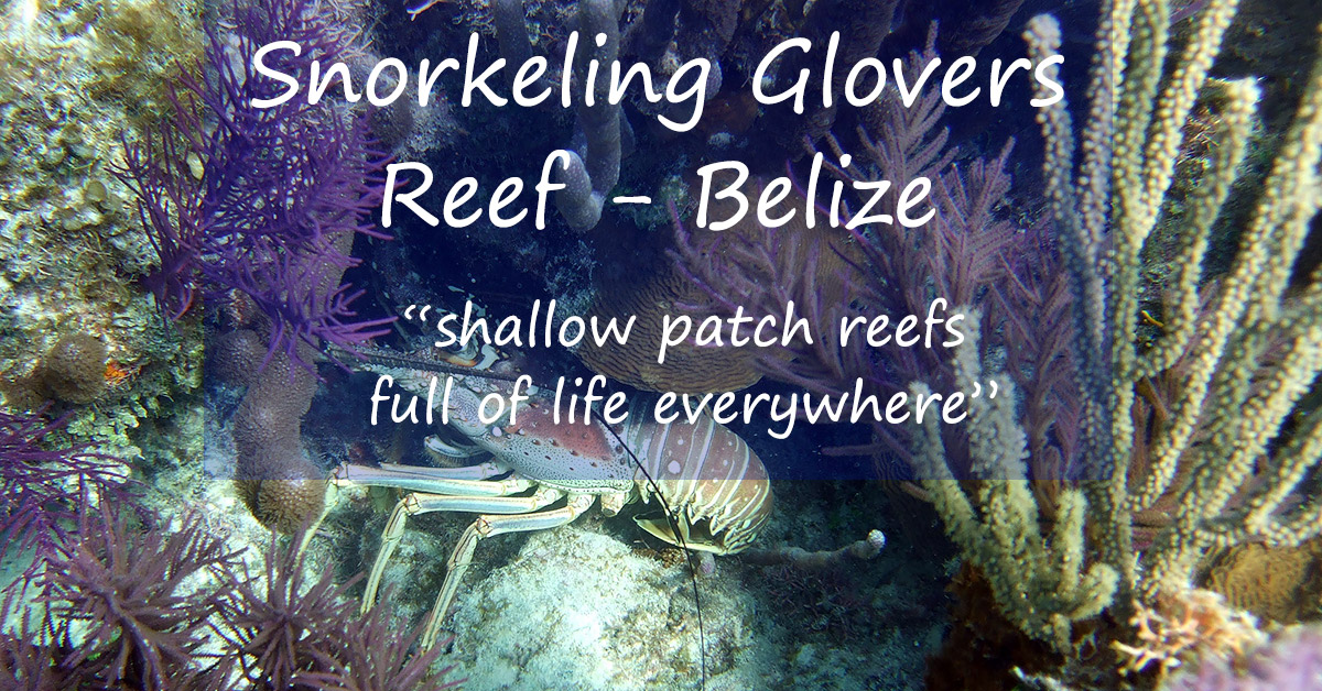 Snorkeling Glover's Reef Atoll - Belize - It's Wonderful
